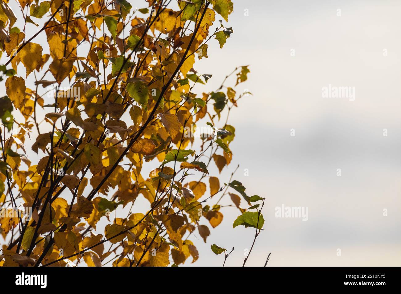 Tree branches with yellow autumn leaves. The leaves are of different ...
