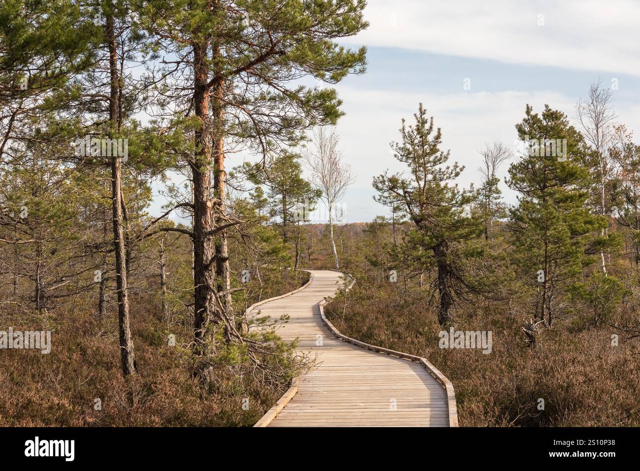 A wooden footbridge leading through a swampy forest. The footbridge is ...