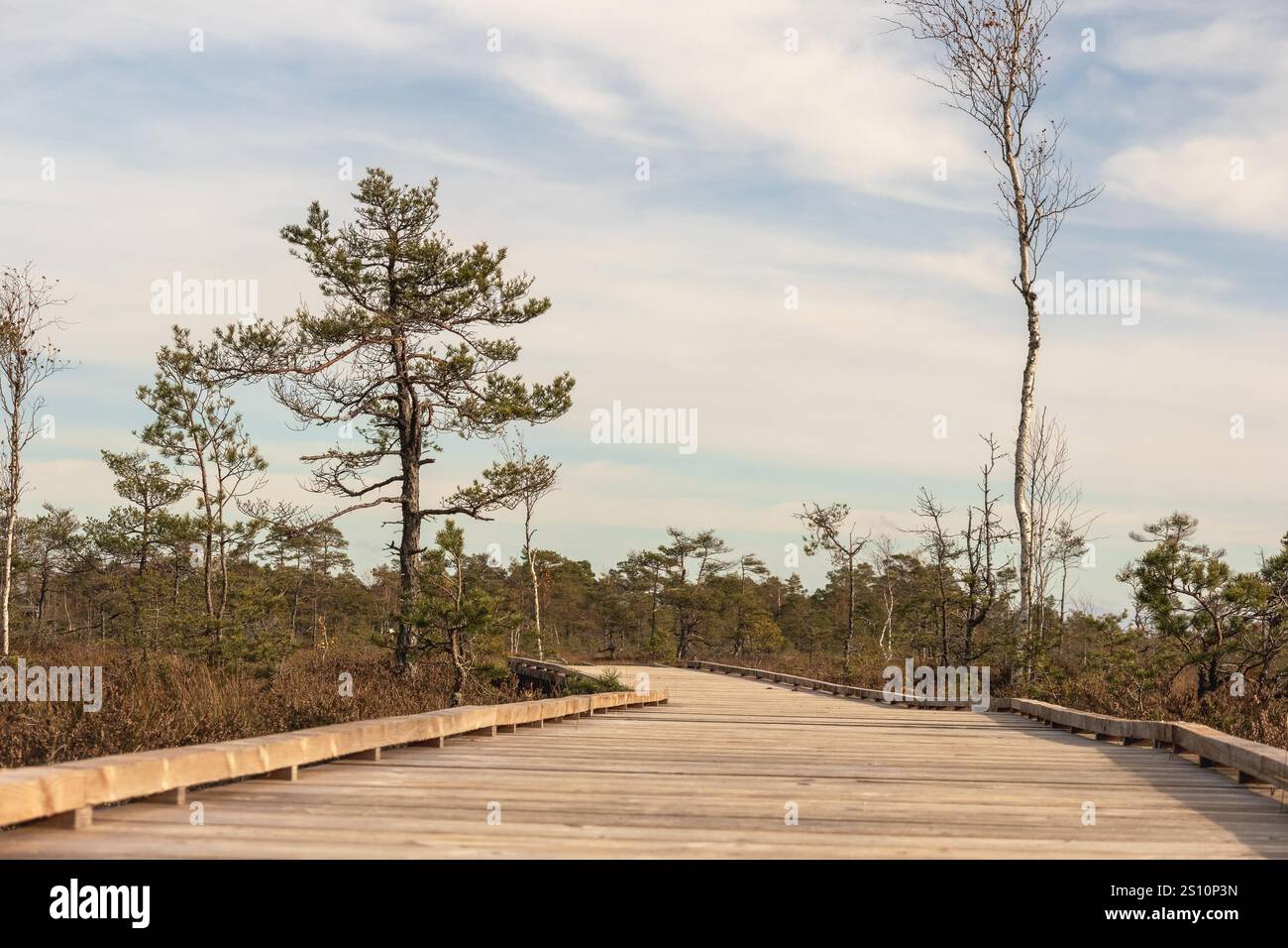 A wooden footbridge leading through a swampy forest. The footbridge is ...