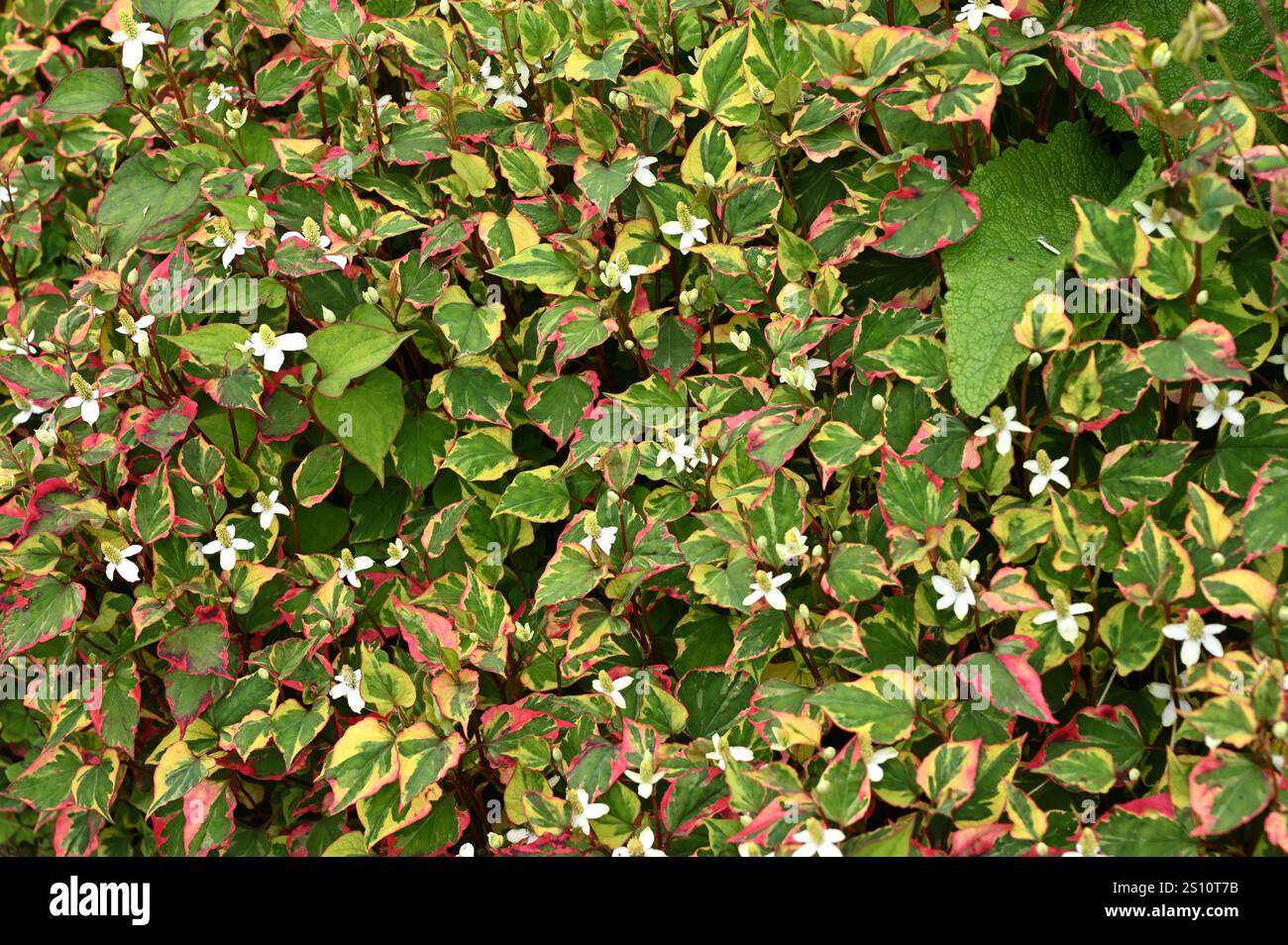 Green, red, and cream orange scented foliage, plus white summer flowers ...