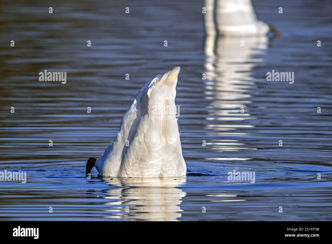Two mute swans (Cygnus olor) looking for food underwater in lake by ...
