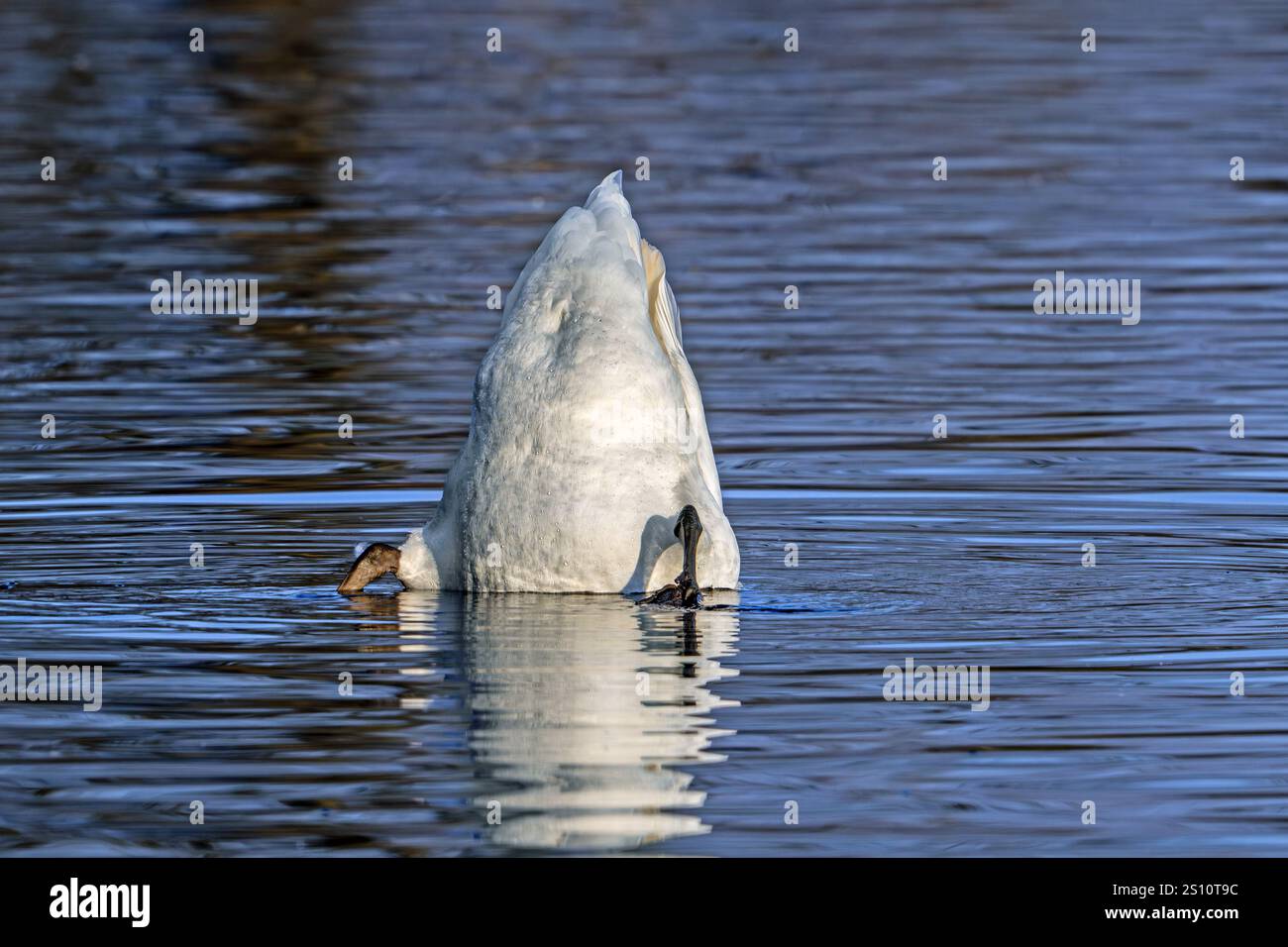 Mute swan (Cygnus olor) looking for food underwater in lake by upending ...