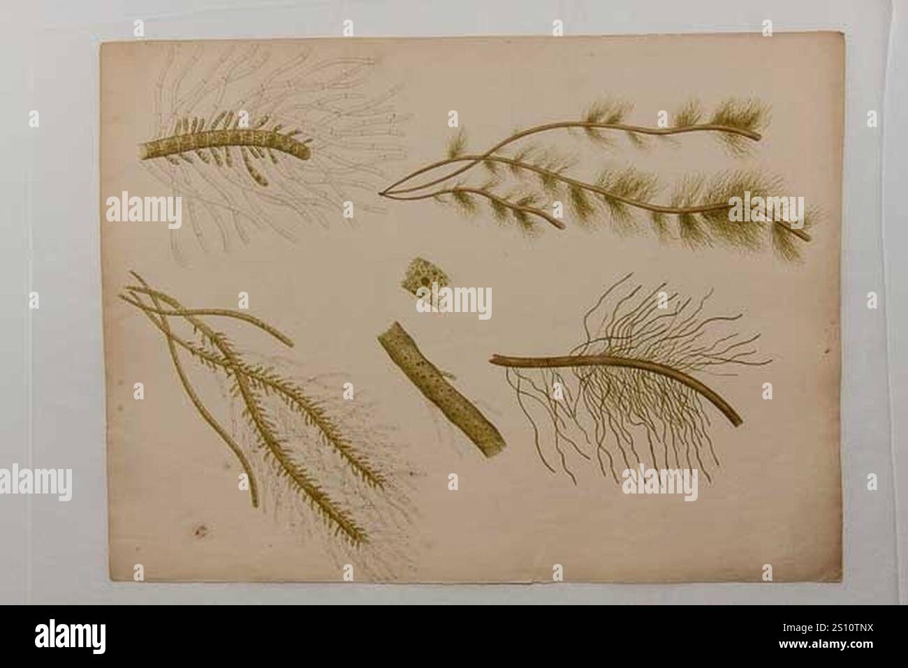 Ellen Hutchins drawing 1810 Stock Photo - Alamy