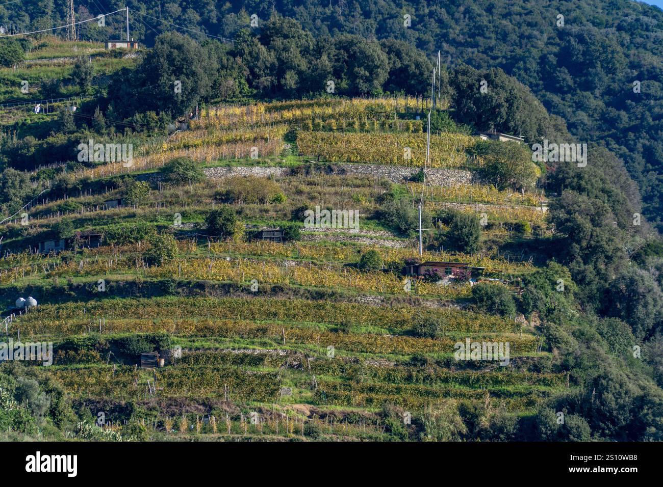 Crops growing on terraces on a steep hillside above Monterosso al Mare ...