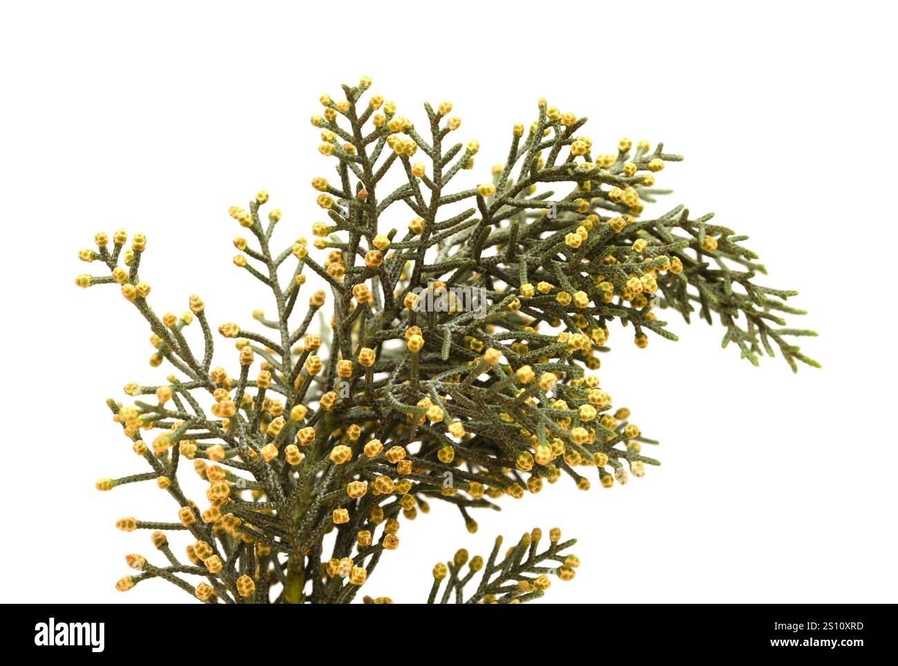 Flora of Gran Canaria - Cupressus macrocarpa, Monterey cypress ...