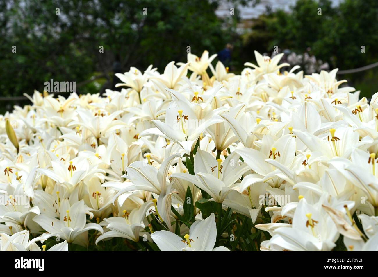 Mass planting of white lilies in UK garden July Stock Photo - Alamy