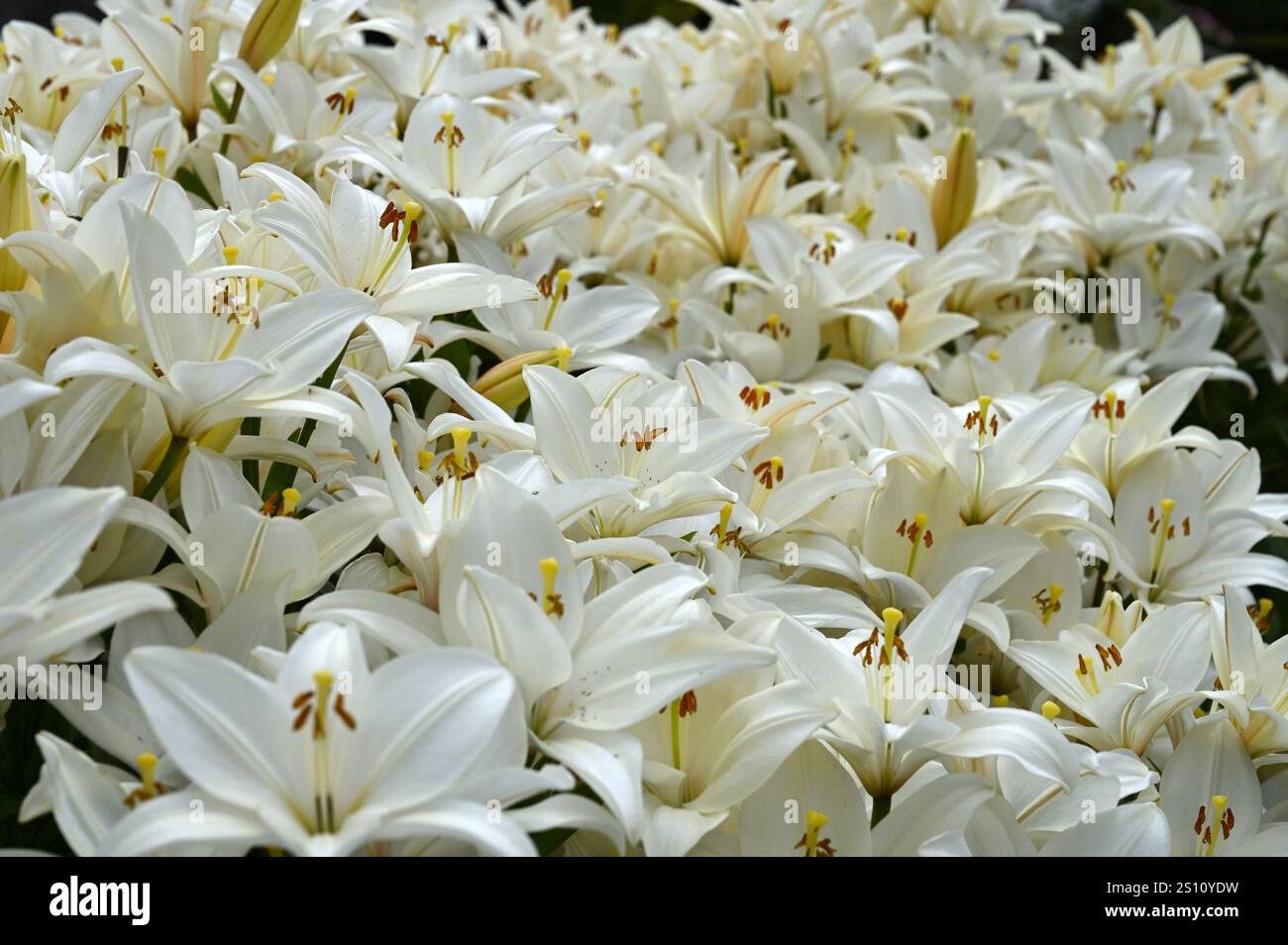 Mass planting of white lilies in UK garden July Stock Photo - Alamy