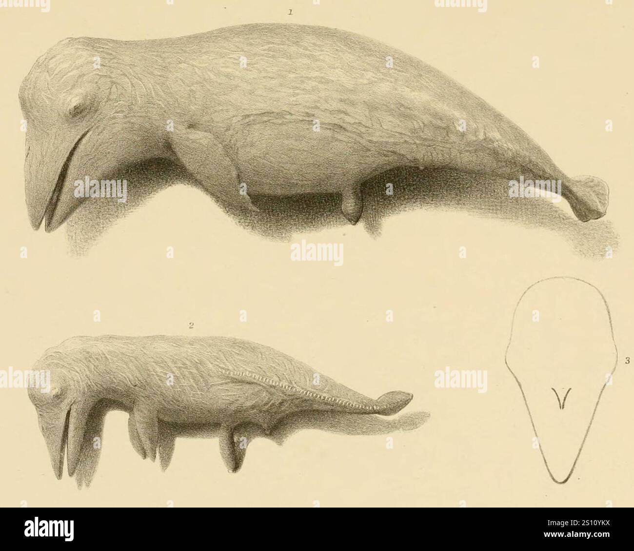 Embryos of Eschrichtius robustus (illustrations) and outline of head ...