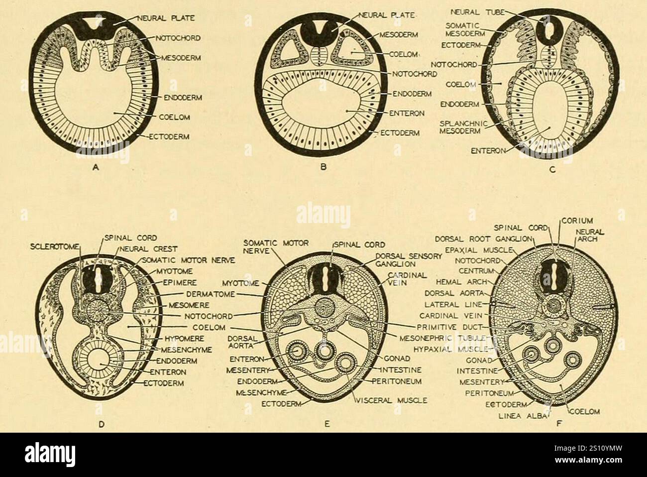 Embryogenesis in vertebrates Stock Photo - Alamy