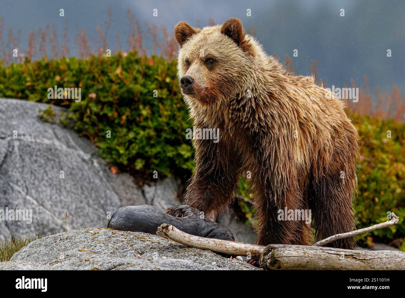 Grizzly bear feasting on a harbour seal on Tomukstum Island, near ...