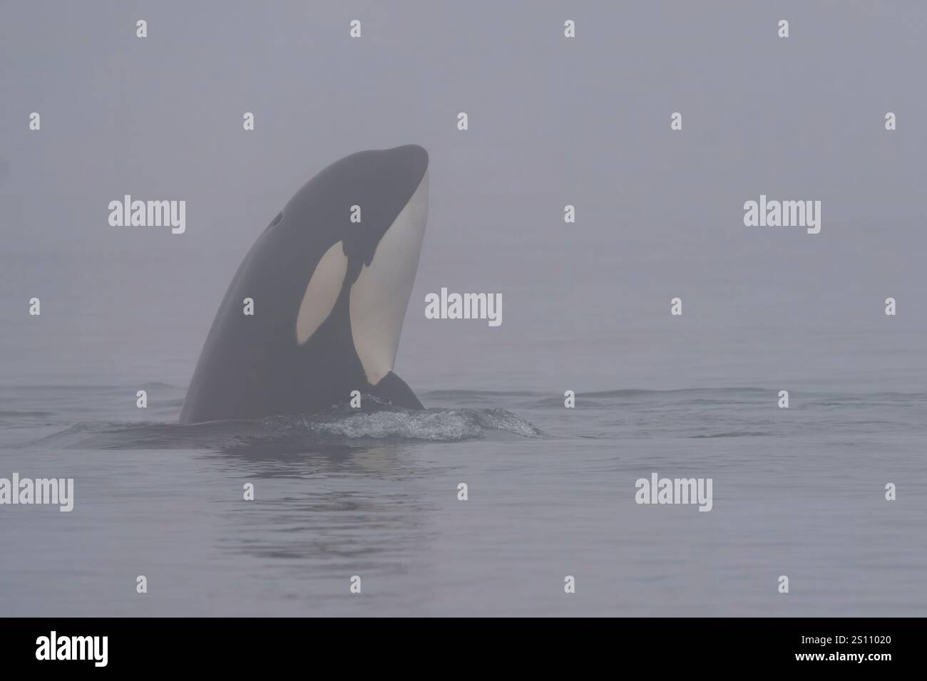 Biggs killer whale (Orcinus orca) spyhopping in the fog off Vancouver ...