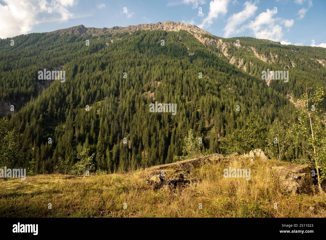 Trees and Mountain of The Swiss Alps Stock Photo - Alamy