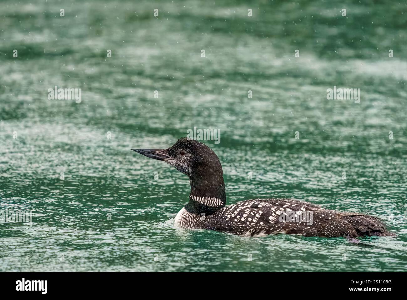 Common loon swimming in the green waters of Glendale Cove in Knight ...