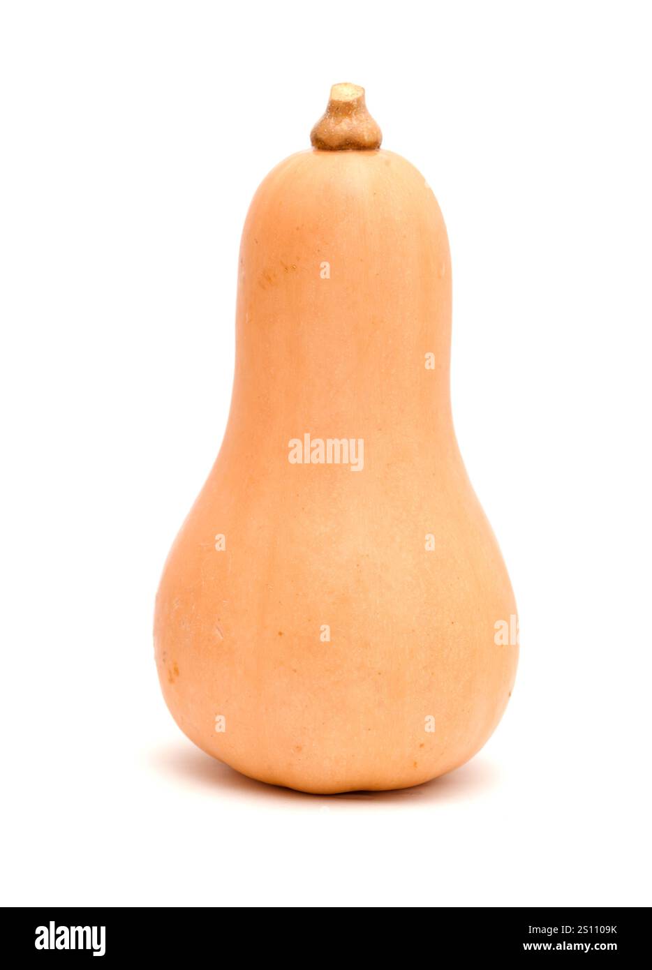 small pale orange ripe butternut squash, a type of winter squash Stock ...
