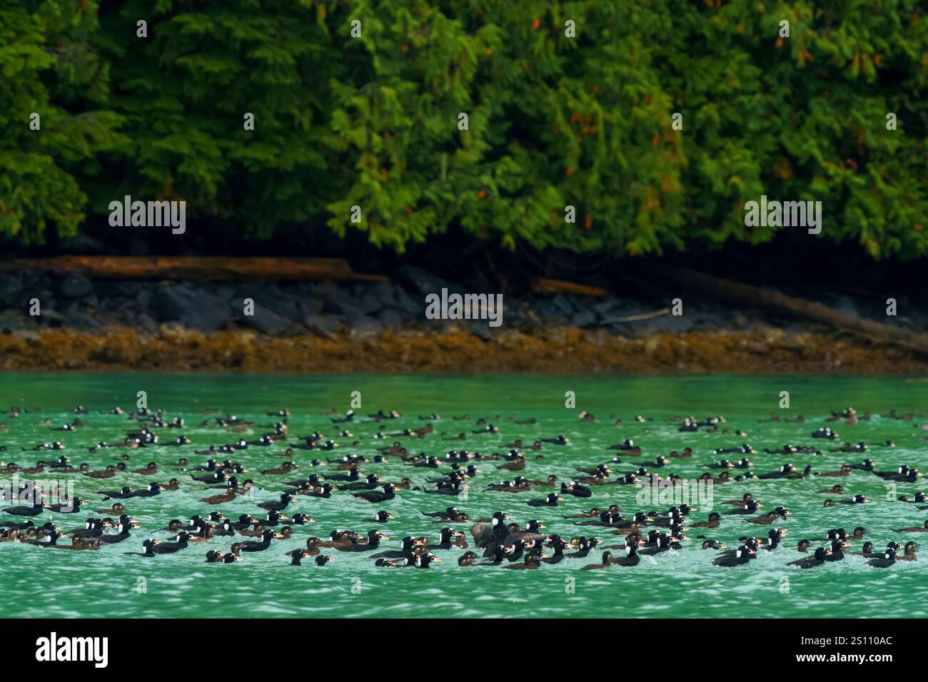 Flock of surf scoters in Knight Inlet, Traditional territory of the Da ...