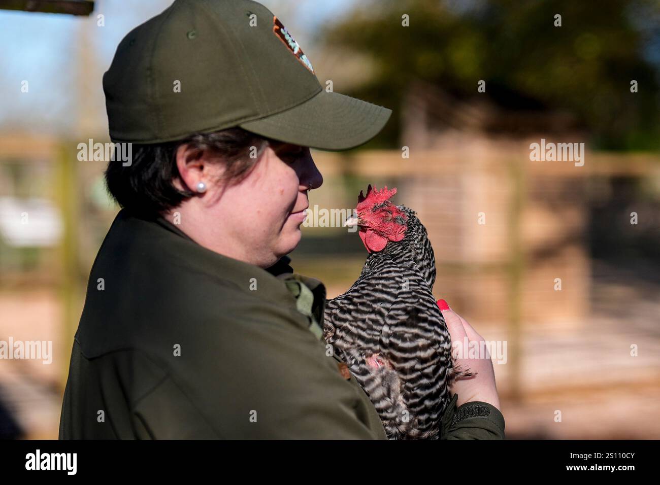 National Parks employee Savannah Leverett tends to chickens at the ...
