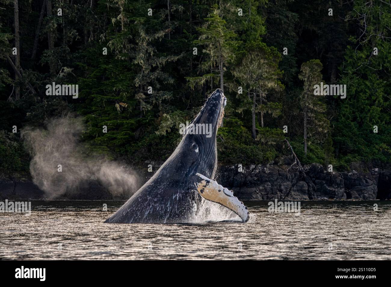 Humpback whale breaching close to shore at the Plumbers Island off ...