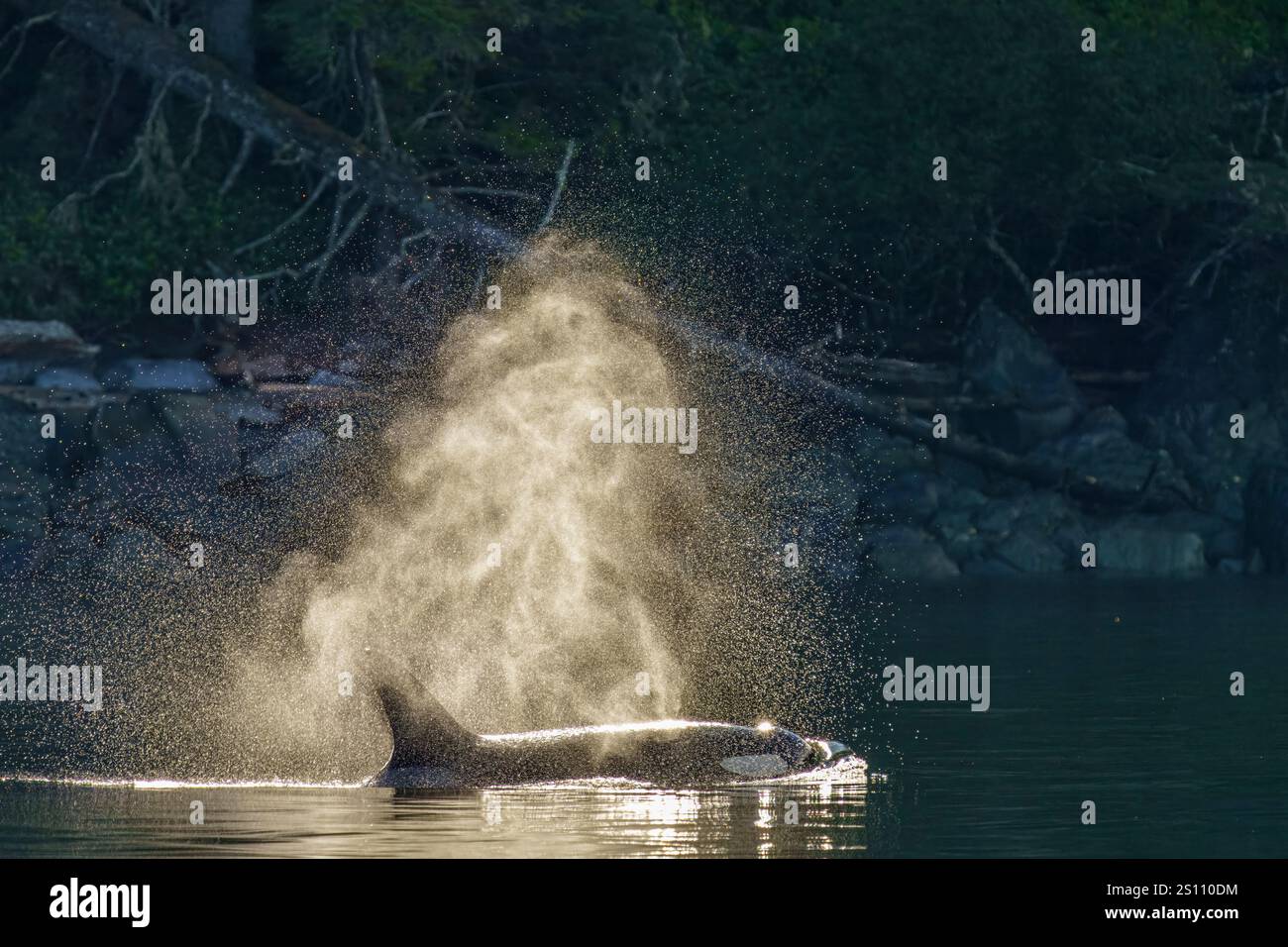 Northern resident killer whale (Orcinus orca) with beautiful mist along ...