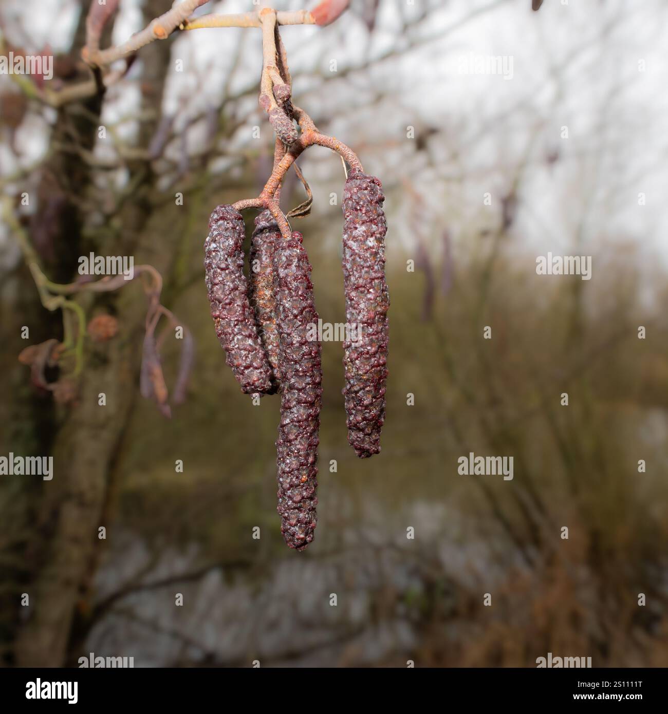 A close-up photo of Common Alder catkins, in late autumn, on a blurred ...