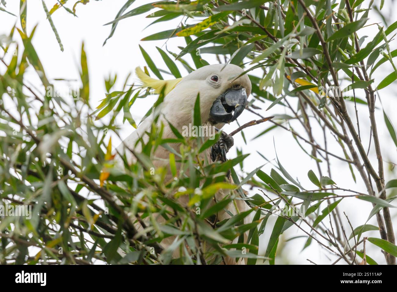 Photograph of white adult Sulphur Crested Cockatoo eating leaves in a ...