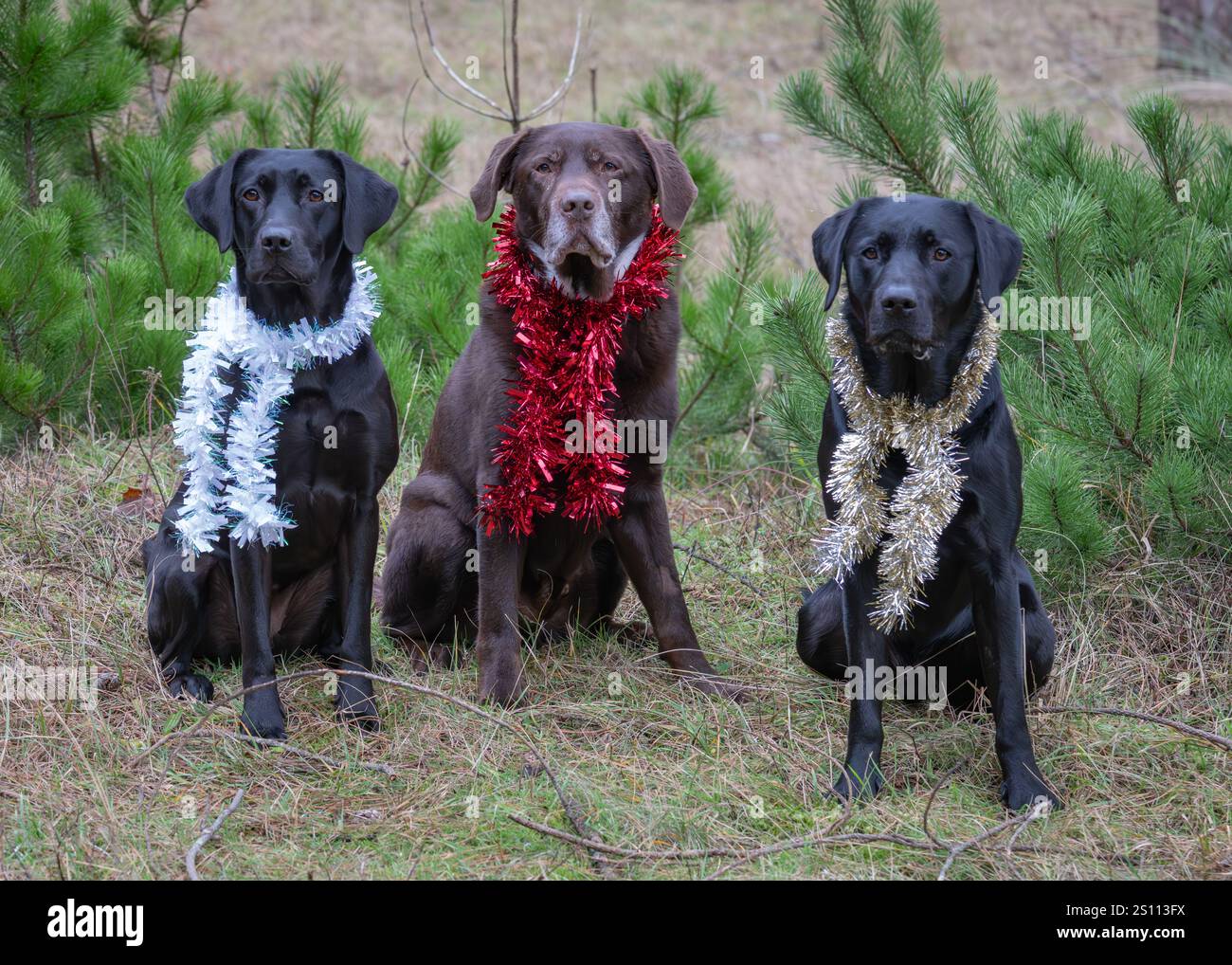 Festive Labrador Retrievers - Christmas - Tinsel Stock Photo - Alamy