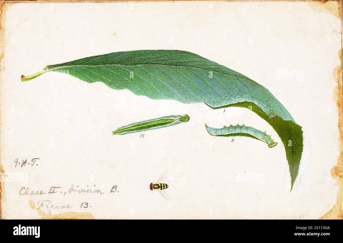 Emma Beach Thayer - Unspotted Beach Leaf Edge Caterpillar, study for ...