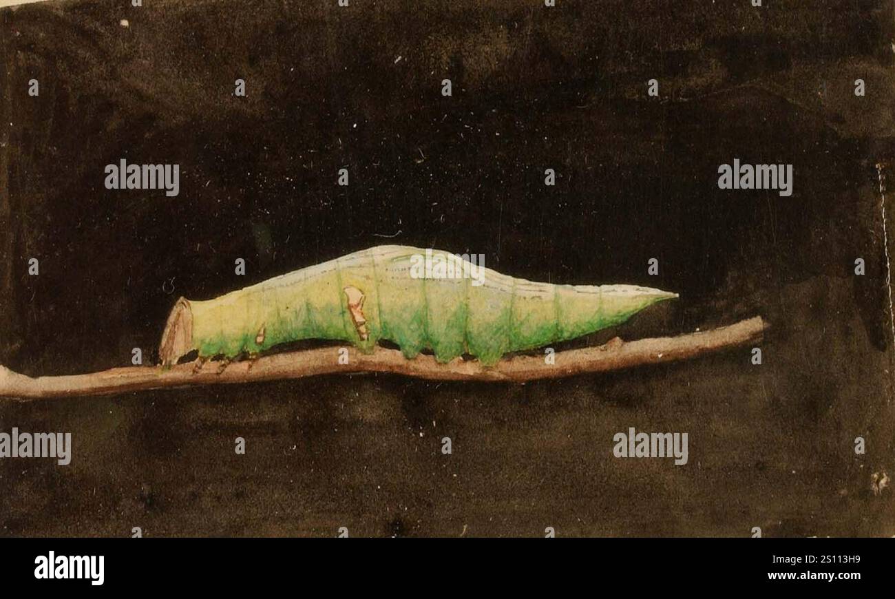 Emma Beach Thayer - Larger Spotted Beach Leaf Edge Caterpillar, study ...
