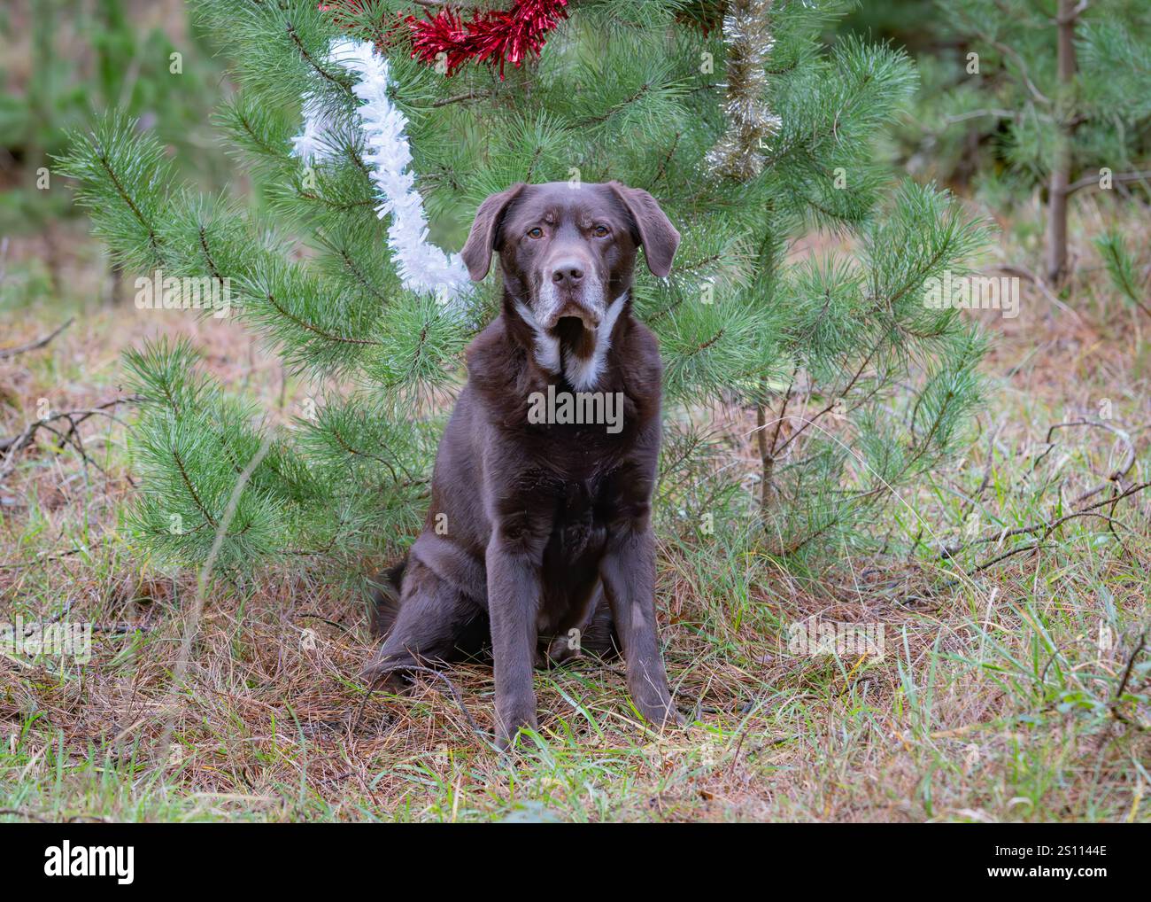 Festive Labrador Retrievers - Christmas - Tinsel Stock Photo - Alamy