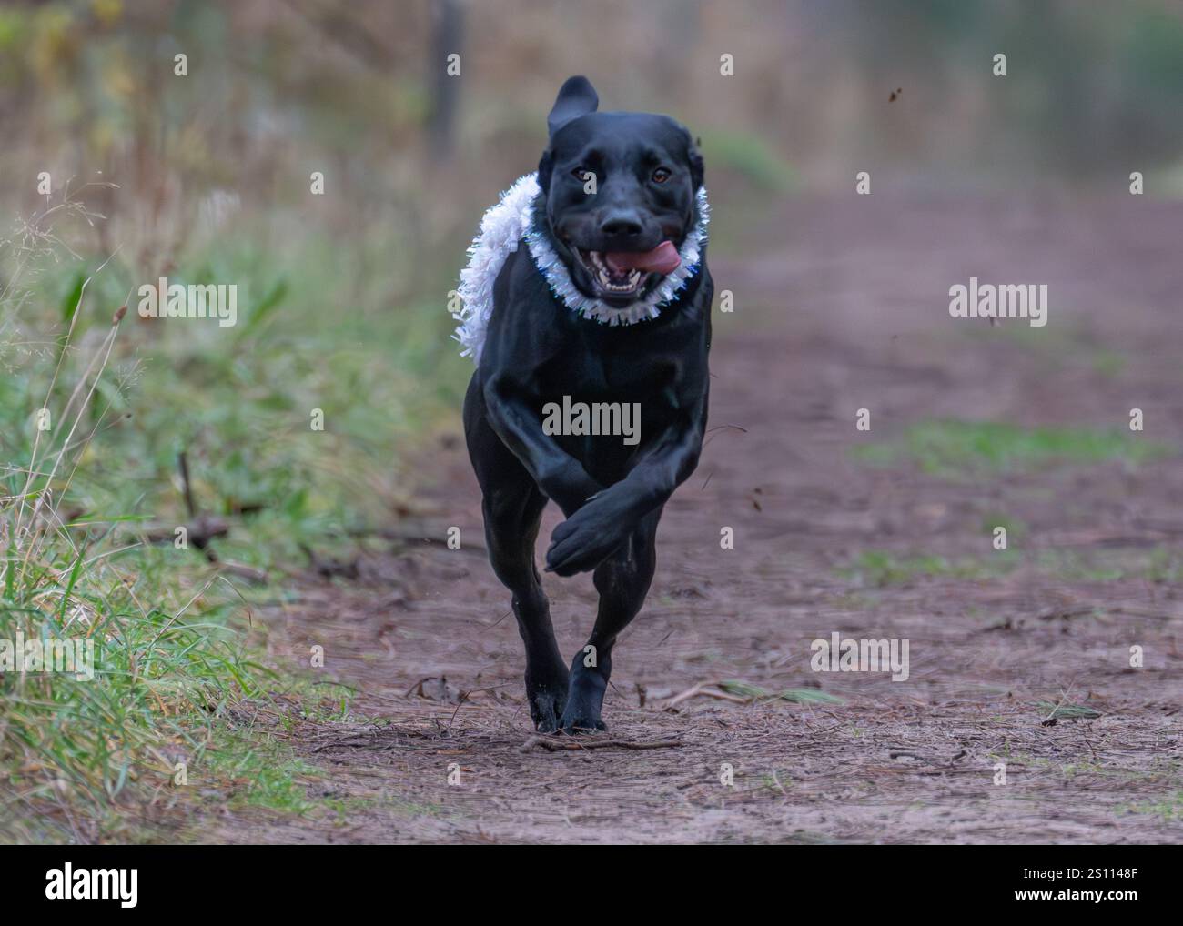 Festive Labrador Retrievers - Christmas - Tinsel Stock Photo - Alamy