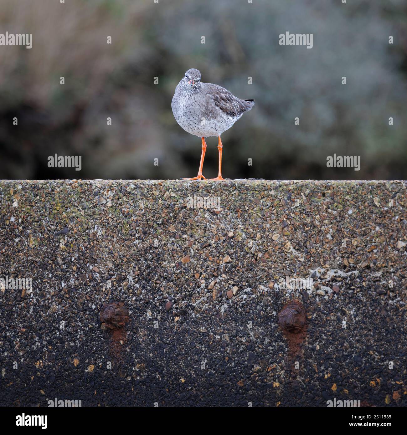 Red shank bird stands on concrete over the Dark Water in Lepe, UK ...