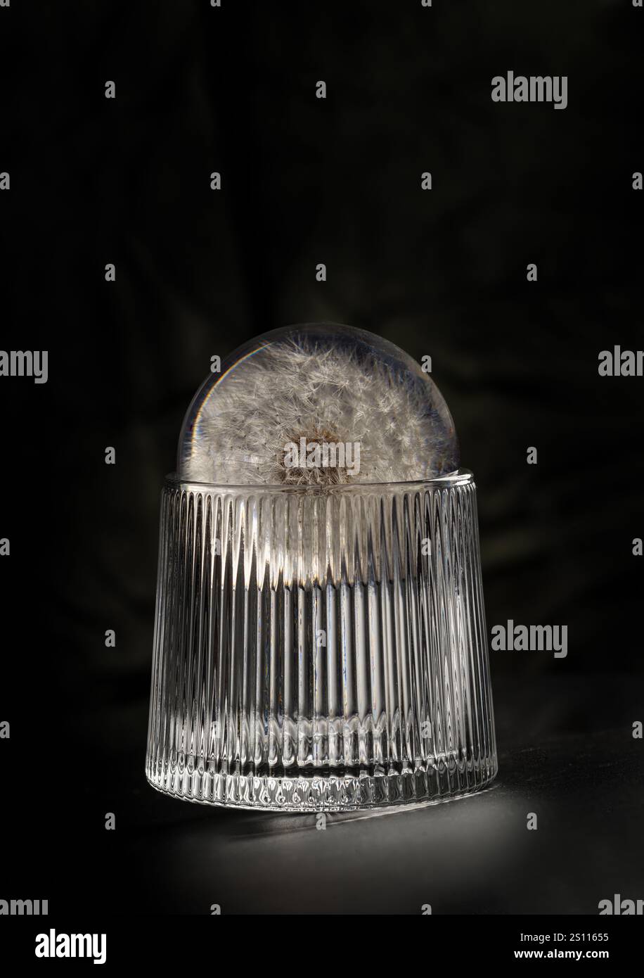 Design elements of Round crystal with preserved fresh flower dandelion ...