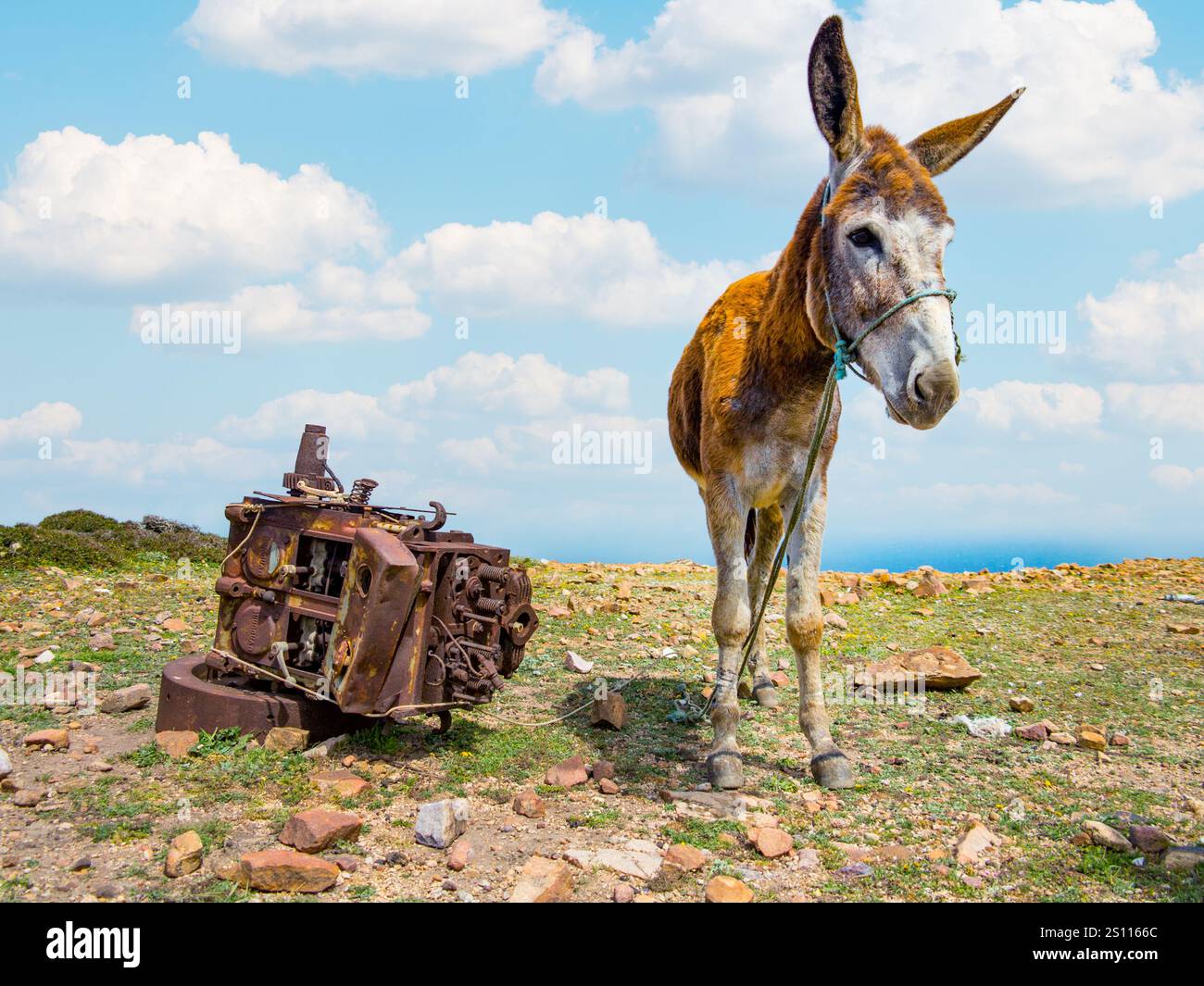 suffering donkey in tunesia is parked at the field and fixed with a ...