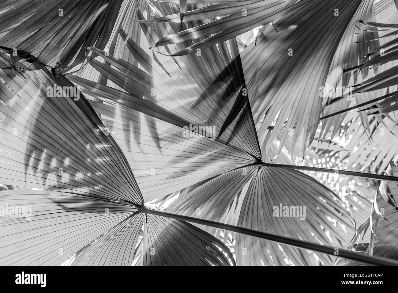 Green tree leaves frame Black and White Stock Photos & Images - Alamy