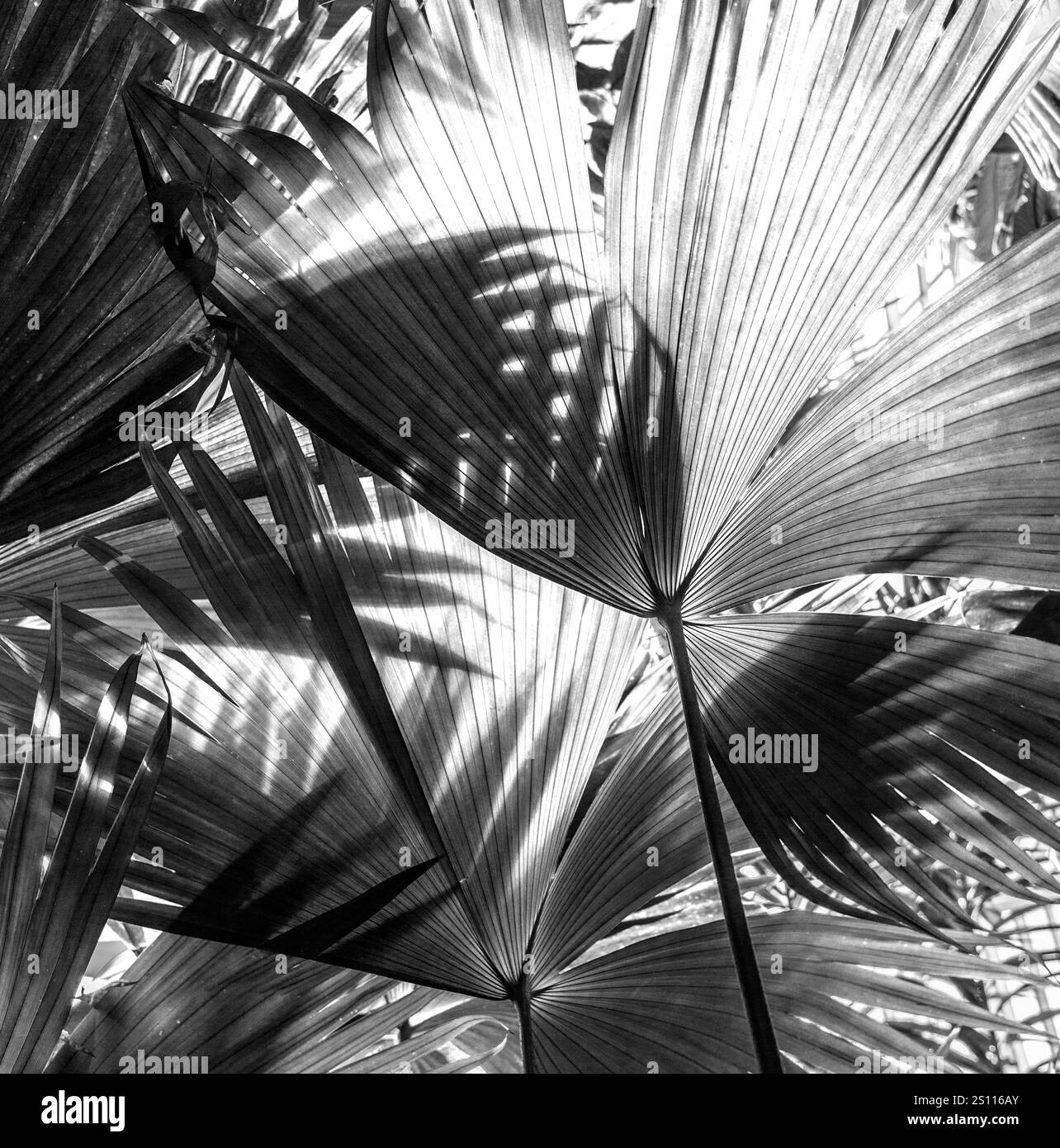 Green leaves foliage in summer Black and White Stock Photos & Images ...