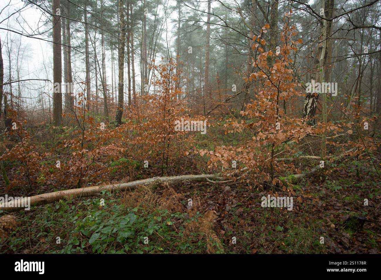Thetford Forest in winter mist Stock Photo - Alamy