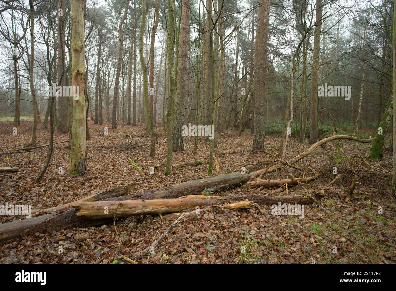 Thetford Forest in winter mist Stock Photo - Alamy