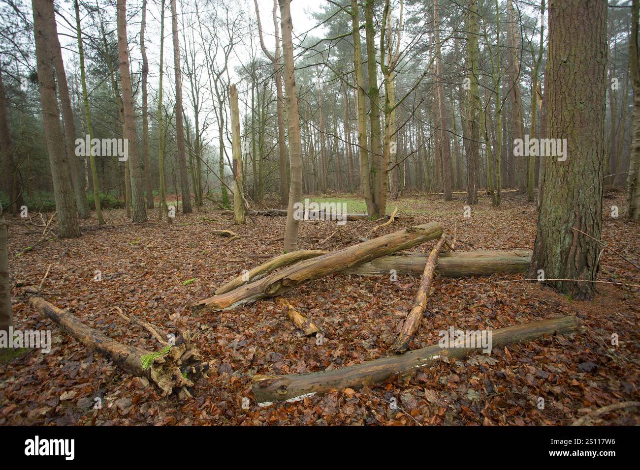 Thetford Forest in winter mist Stock Photo - Alamy