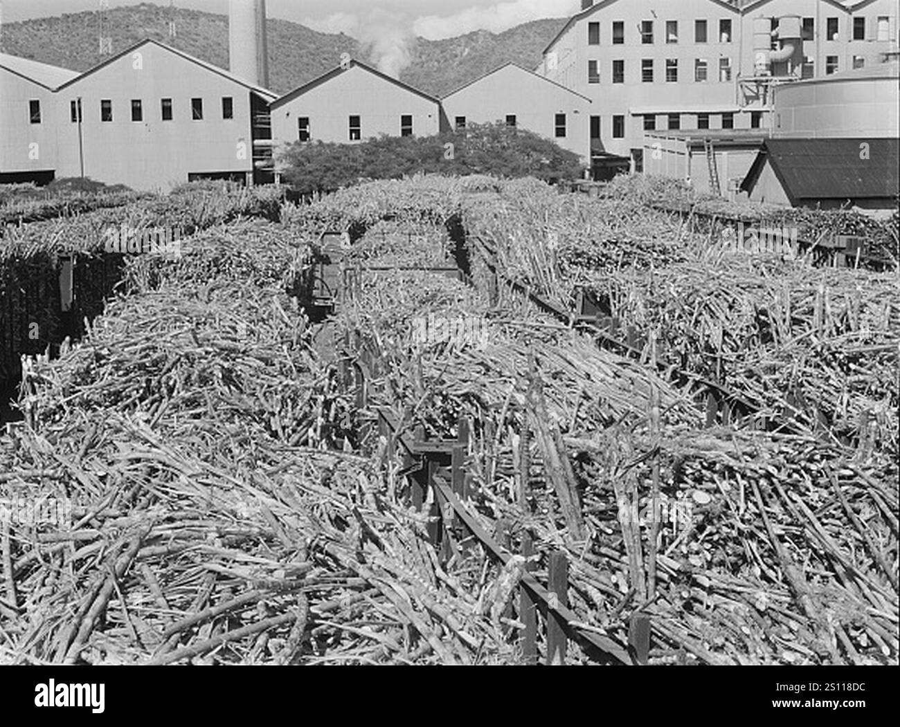 Ensenada, Puerto Rico. Carloads of sugar cane at the South Puerto Rico ...