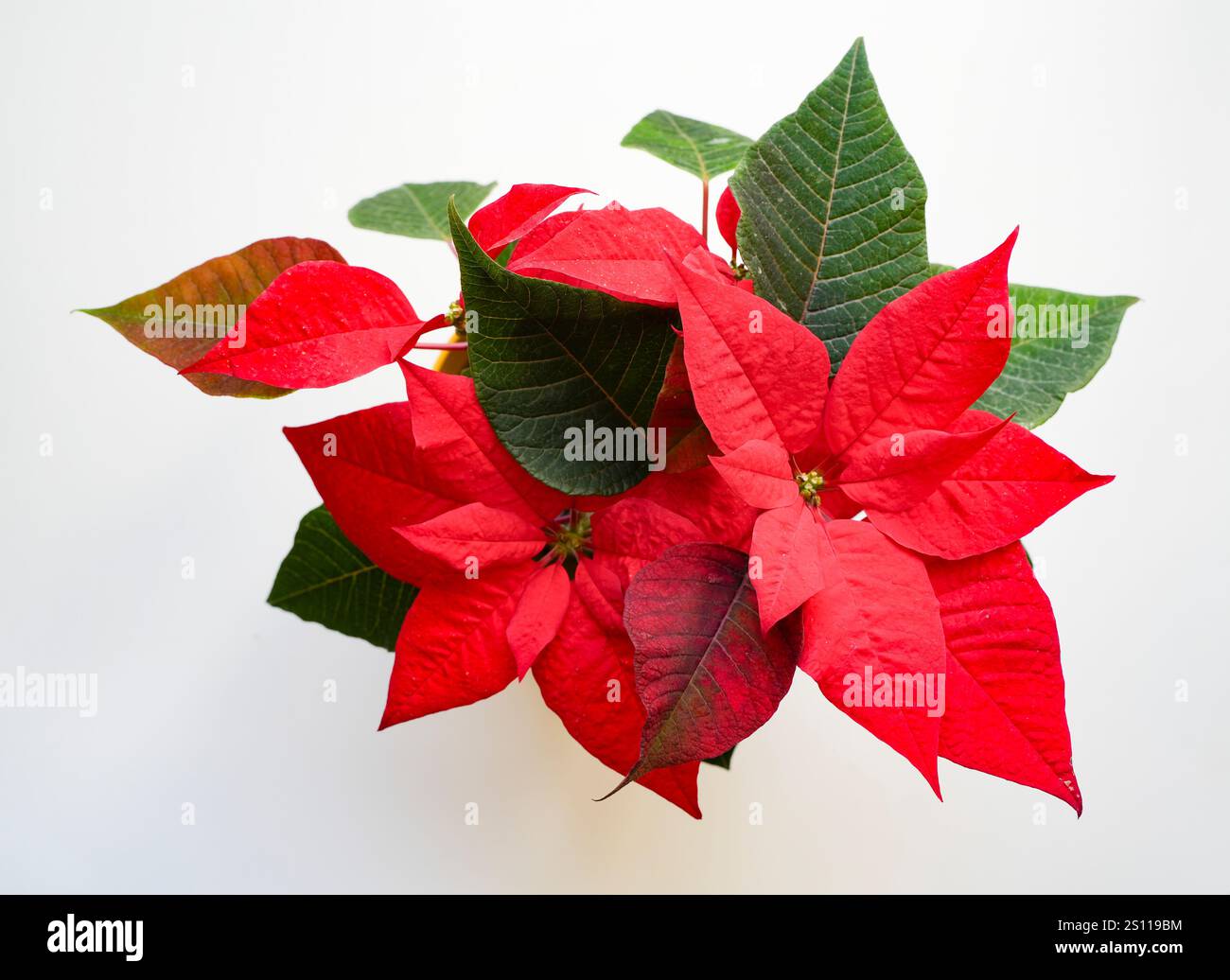 Poinsettia plant top view isolated on white background Stock Photo - Alamy