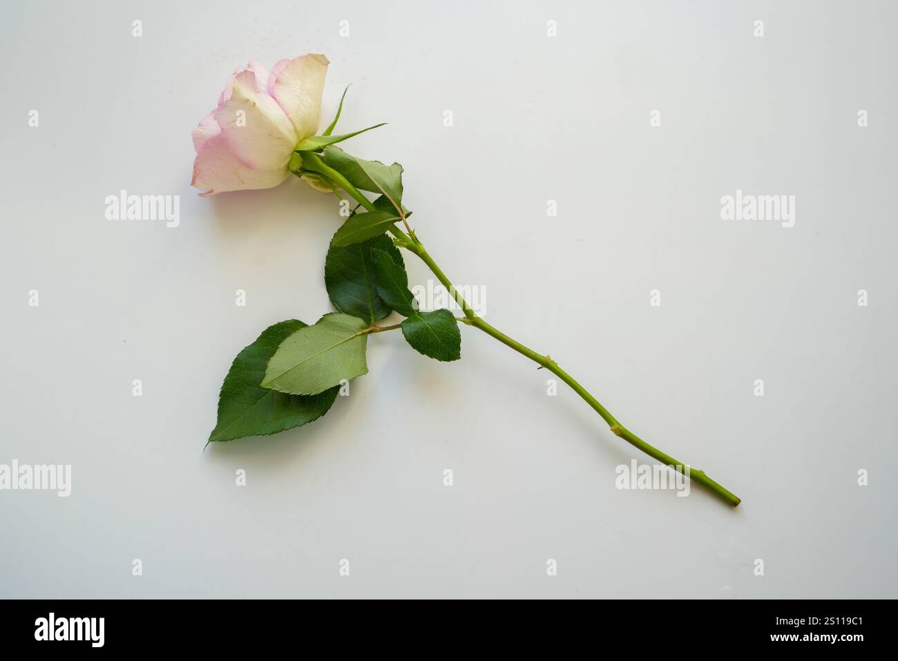 single white rose on a white background Stock Photo - Alamy