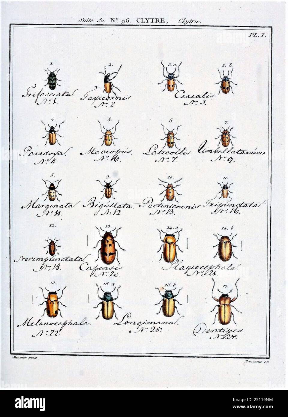 Entomologie, ou, Histoire naturelle des insectes (No. 96 Clytra Pl. I ...