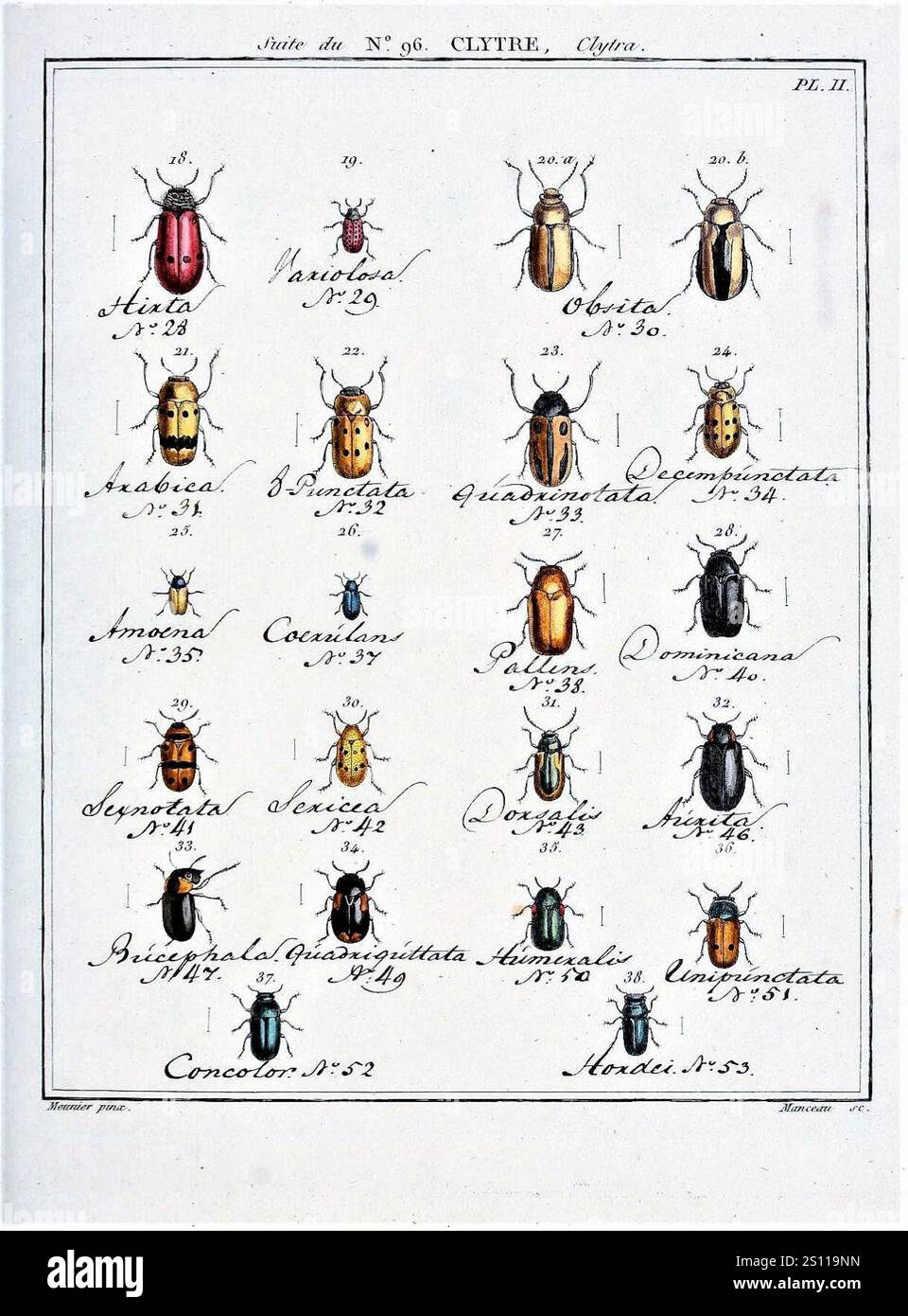 Entomologie, ou, Histoire naturelle des insectes (No. 96 Clytra Pl. II ...