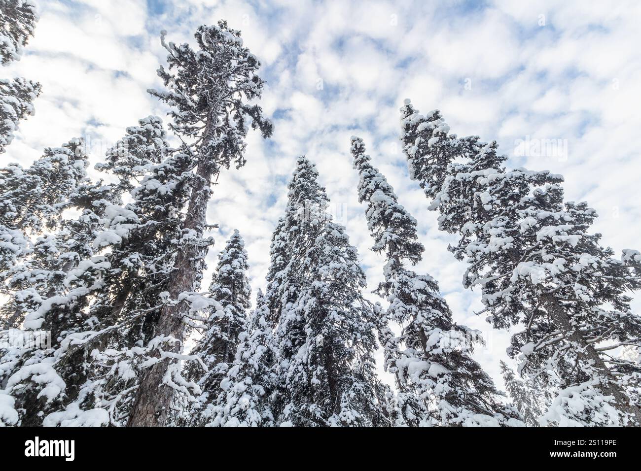 Snow covered pine trees in winter near Lake Louise in Banff National ...
