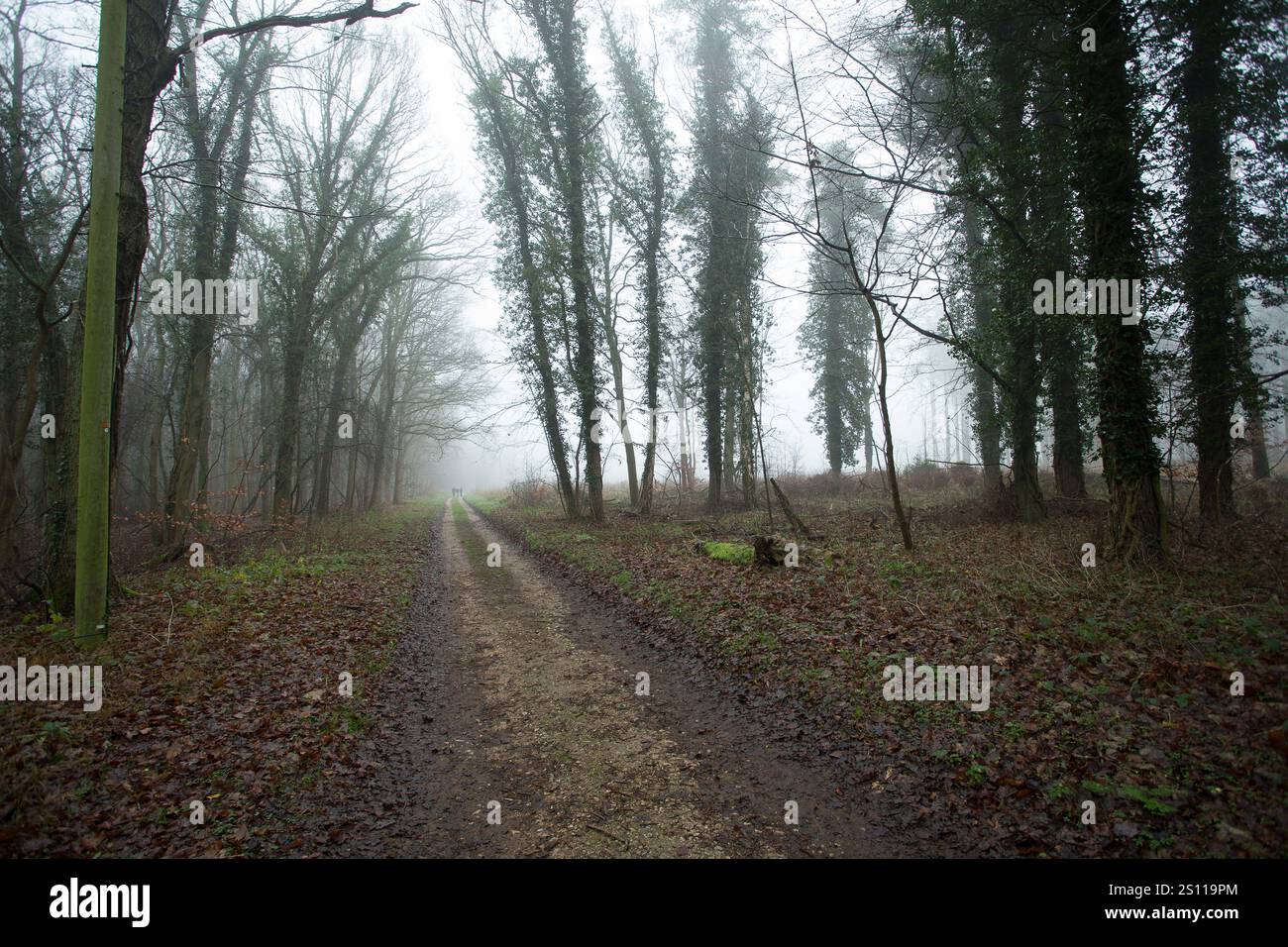 Thetford Forest in winter mist Stock Photo - Alamy