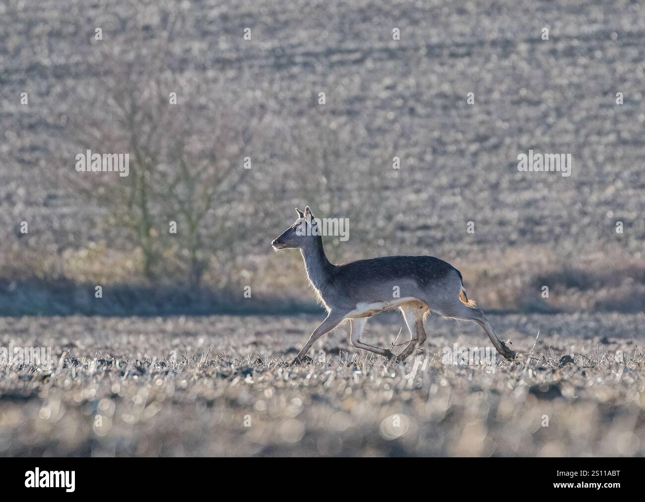 A Fallow doe , (Dama dama) running across winter stubble fields ...
