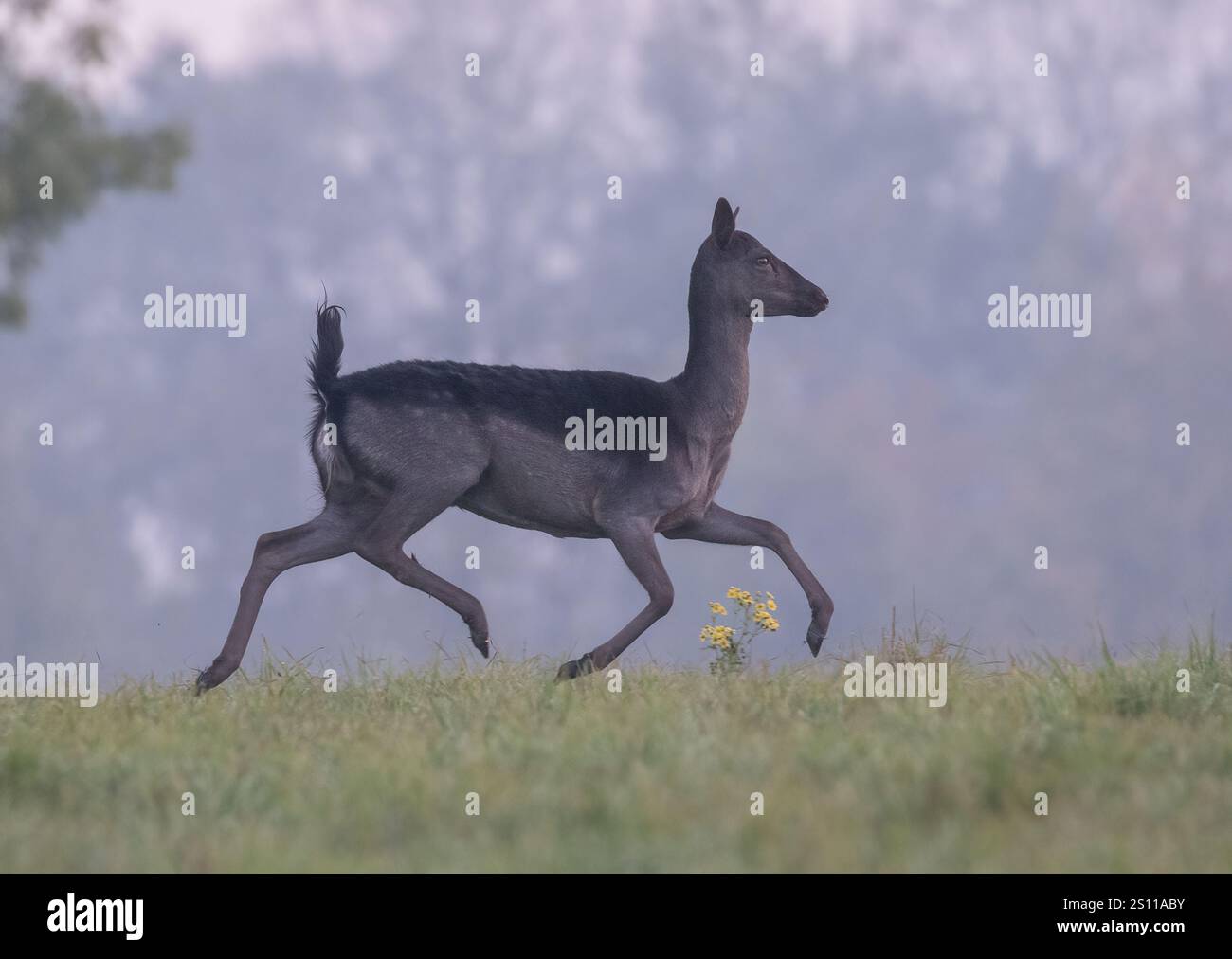 A close up , detailed image of a dark coloured female Fallow deer (Dama ...