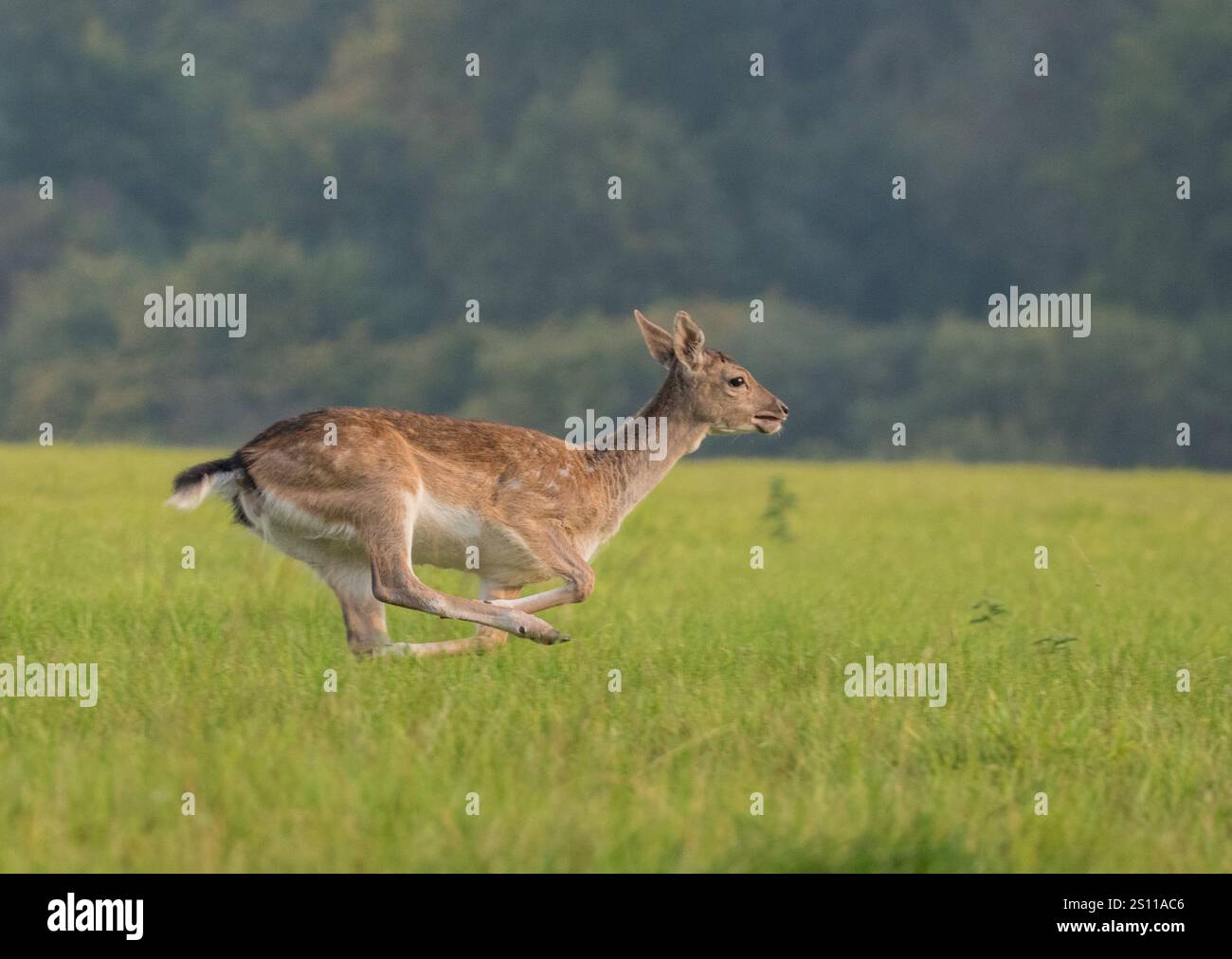 A juvenile Fallow deer (Dama dama) beautifully brown spotted running ...
