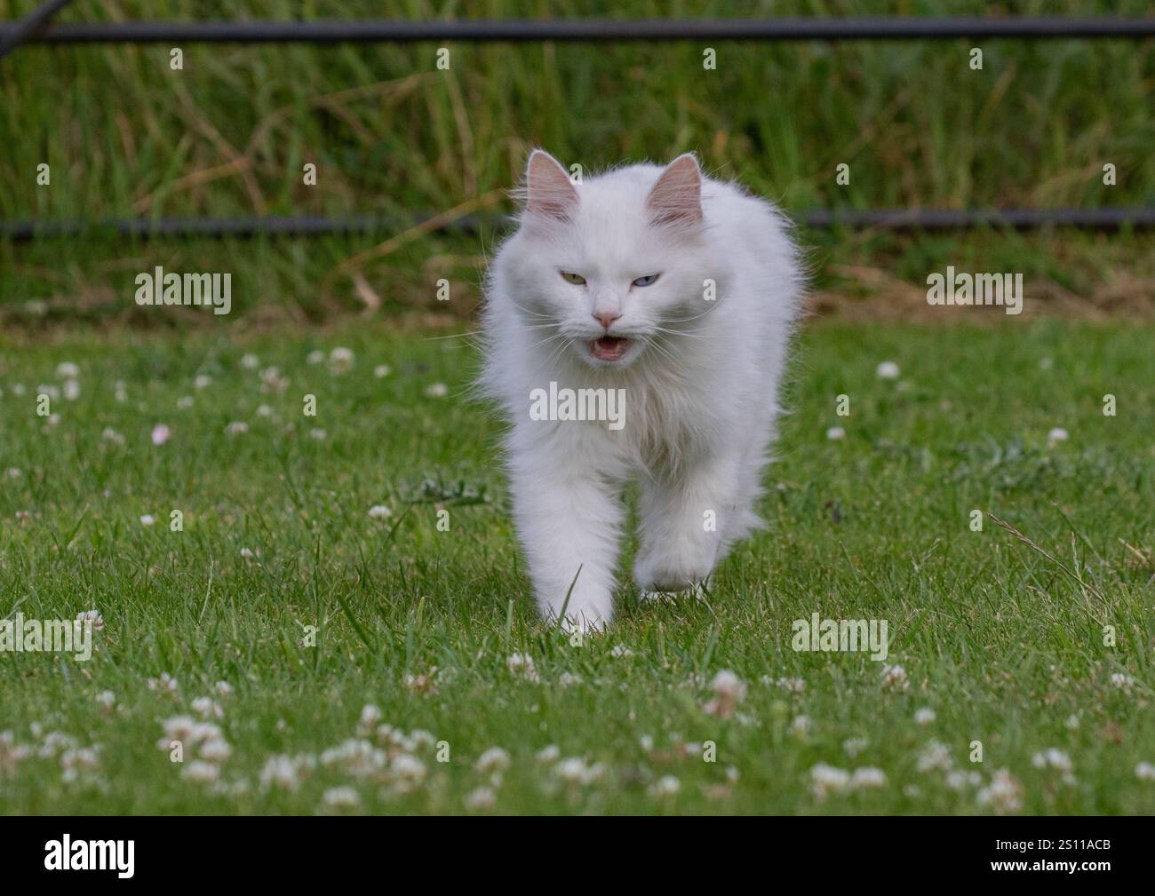 A pure white long haired Turkish angora type cat , with complete ...