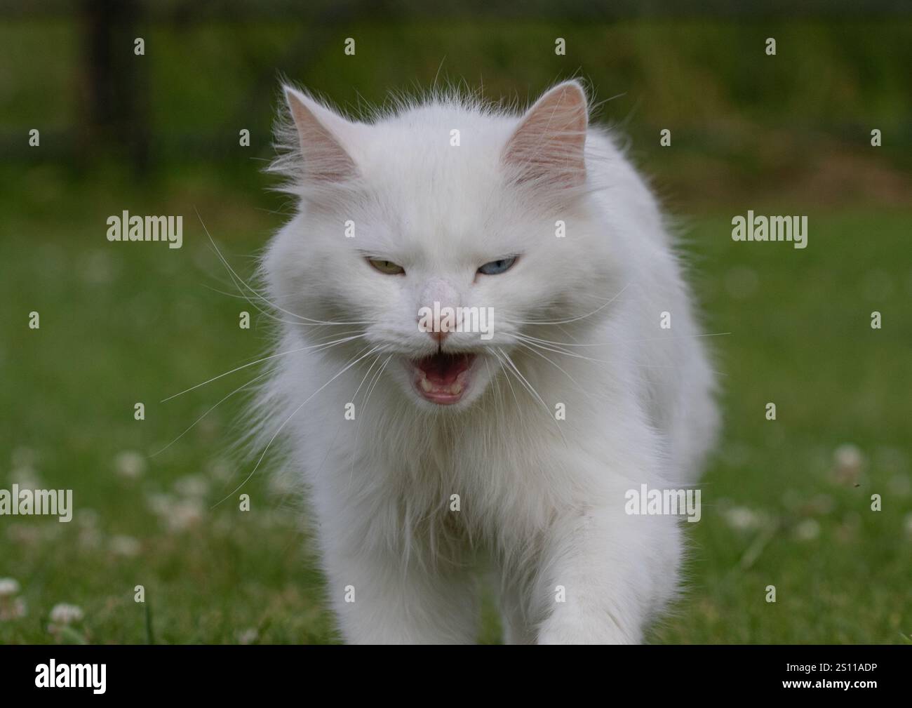 A pure white long haired Turkish angora type cat , with complete ...