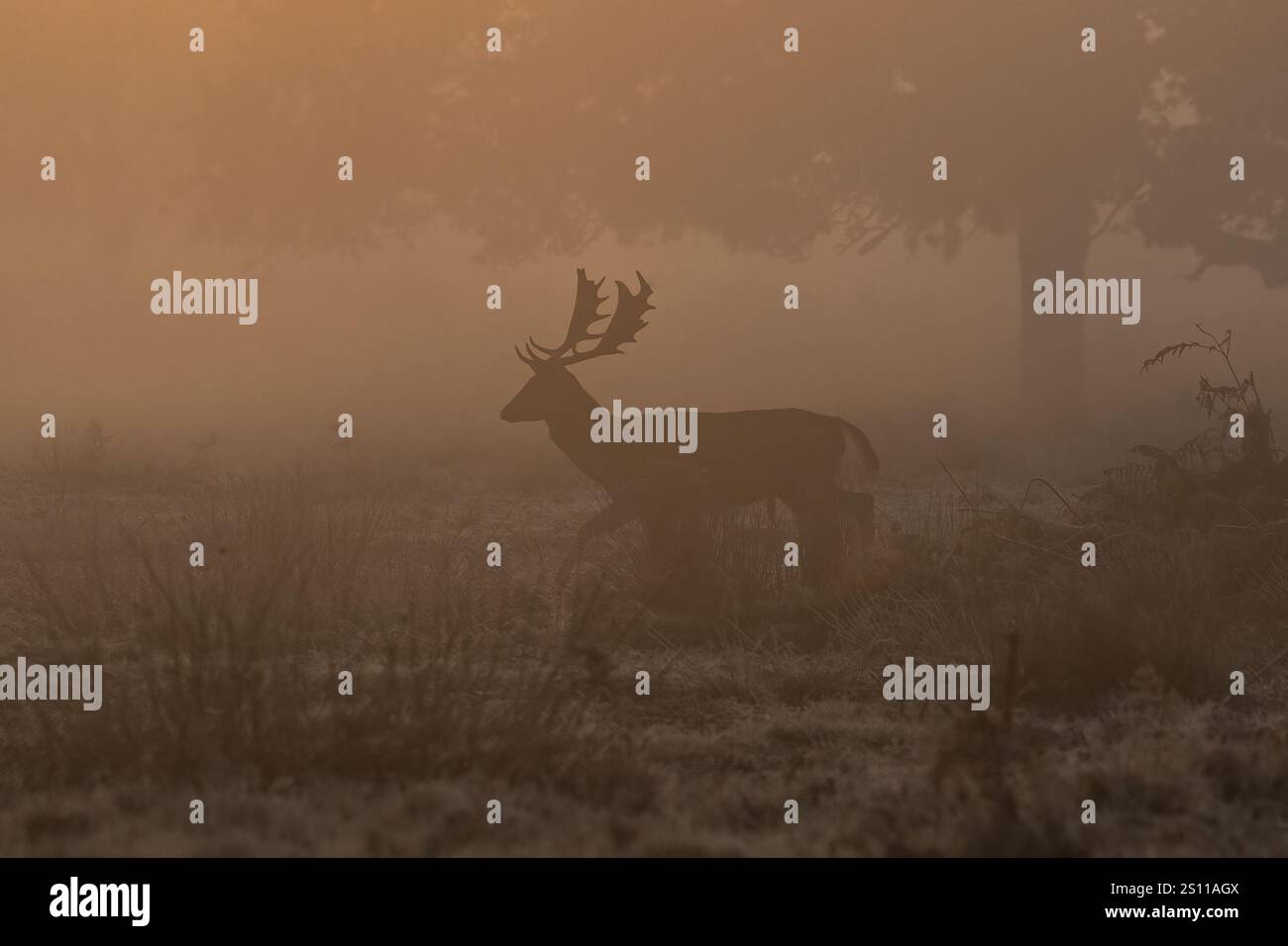 A magnificent spotted Fallow Deer buck (Dama dama ) with huge antlers ...